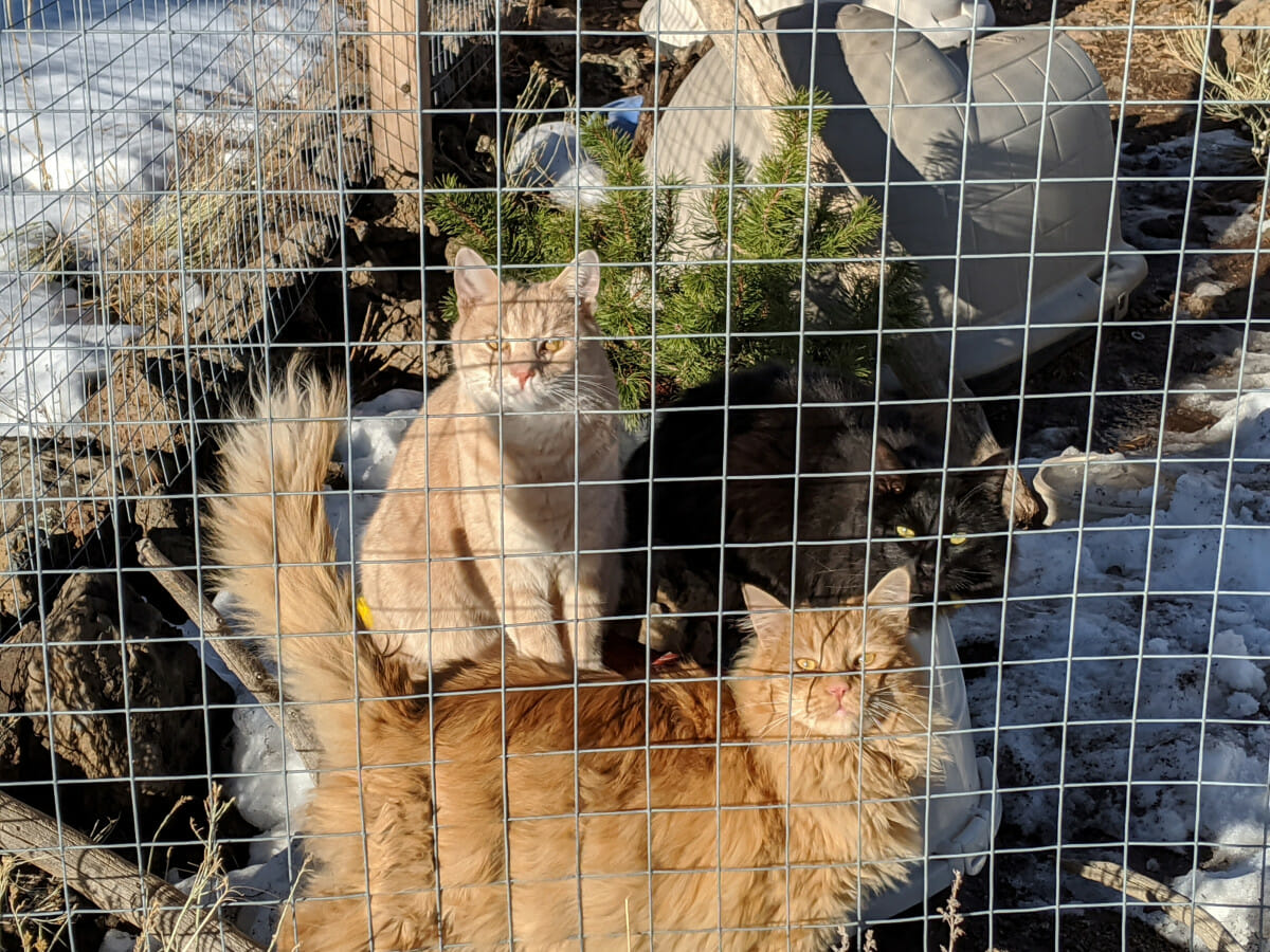 Animal Hoarding: What Happens to the Animals Once They Are Rescued ...